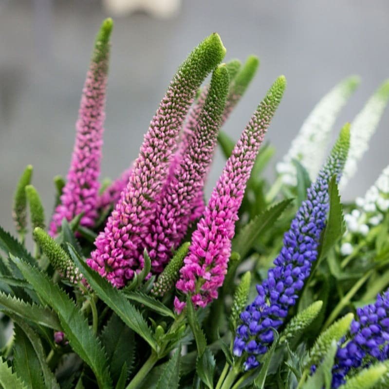 Veronica Spicata Mix Seeds Veronica Longifolia Seeds - Etsy Canada