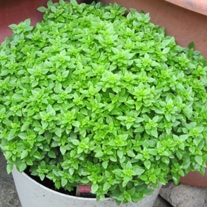 Boxwood Basil Seeds Ocimum Basilicum 150 Herb Seeds | Etsy