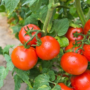 Red Tomato SANKA Seeds Heirloom Vegetable Seeds Non GMO | Etsy