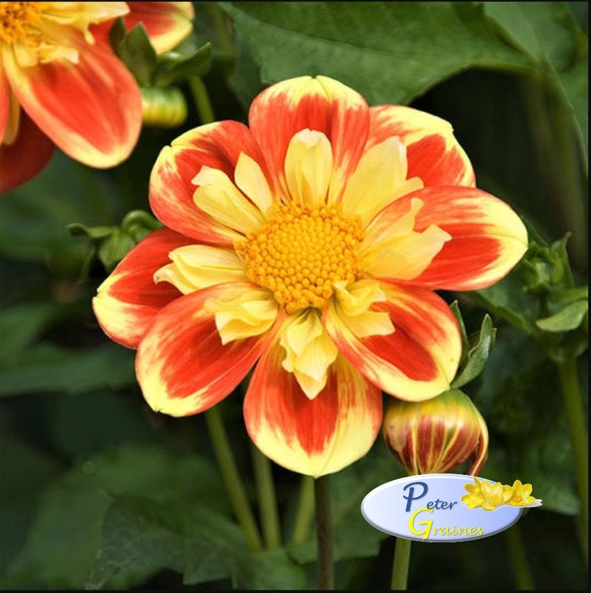 Dahlia Dandy Mix Seeds Dahlia Variabilis Annual Flower - Etsy Canada