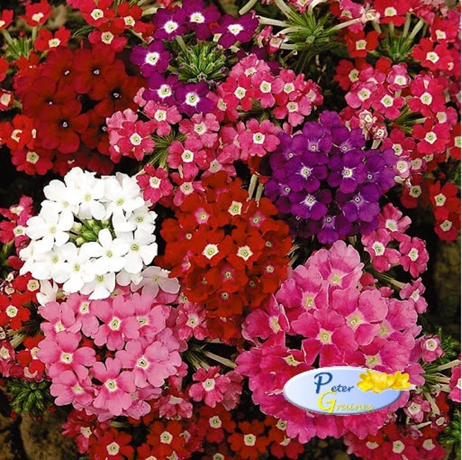 Verbena Hanging Basket Mix Verbena X Hybrida Annual Flower | Etsy