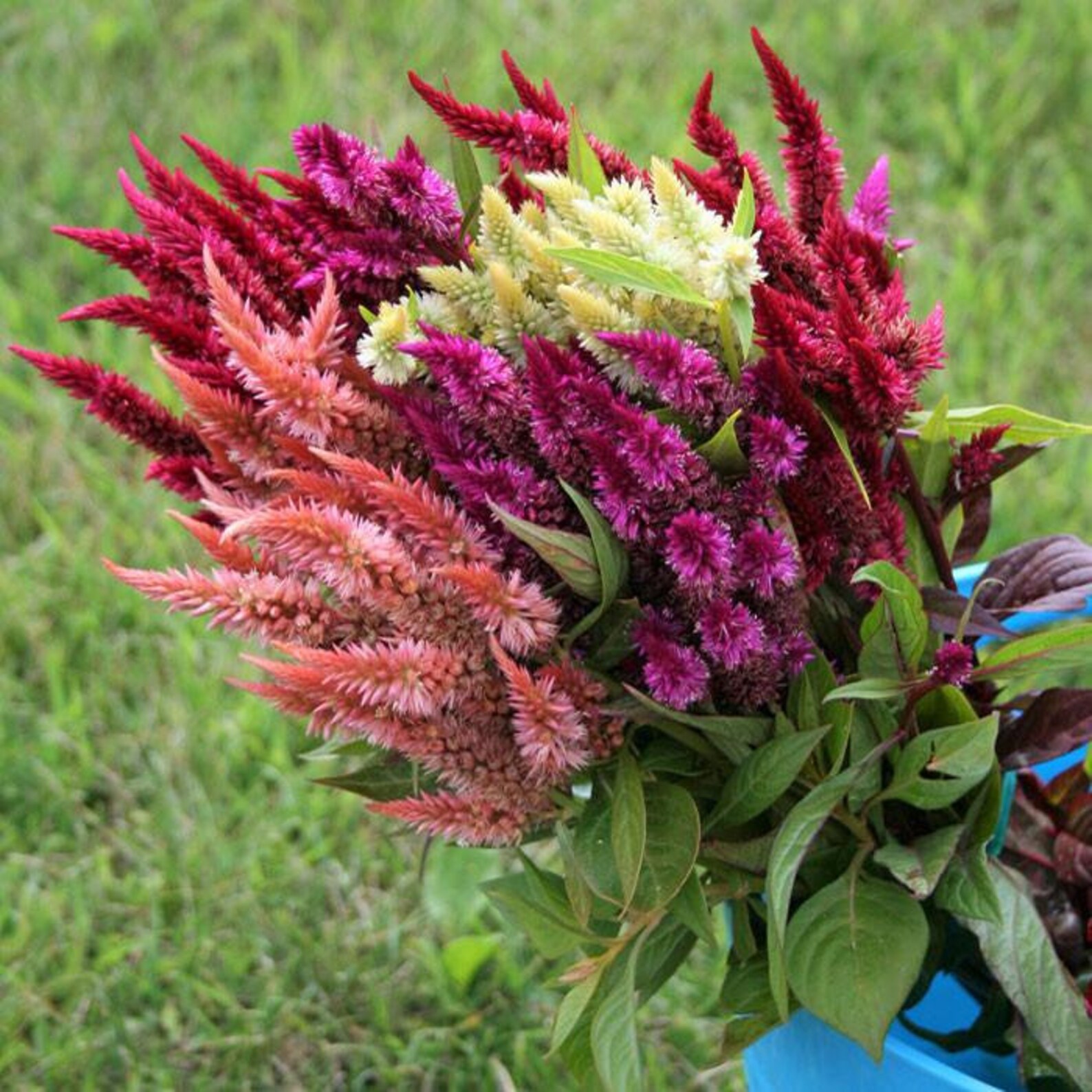 Celosia Seeds Plumed Cockscomb Mix Seeds Celosia Argentea - Etsy