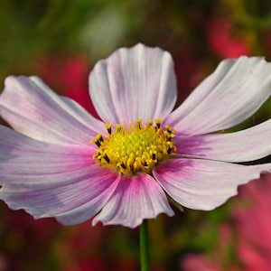 Cosmos Daydream Seeds -cosmos Versailles Flush - Cosmos Sweet Dreams ...