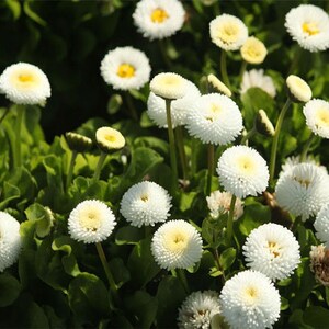Daisy Seeds - English Daisy Snow White - Bellis Perennis Flower Seed ...