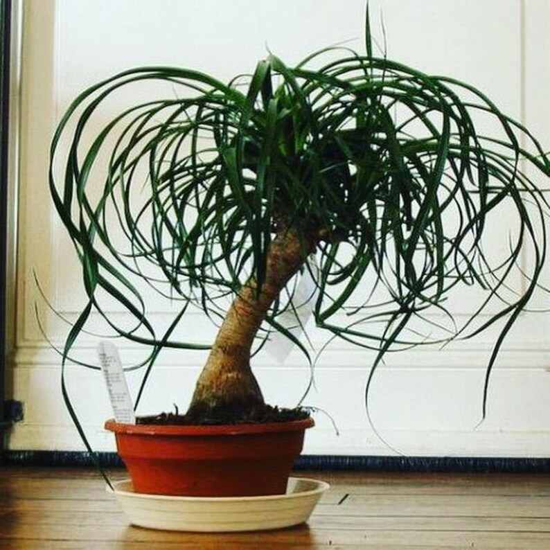 Bottle Tree Seeds Elephants Foot Ponytail Palm Seeds | Etsy