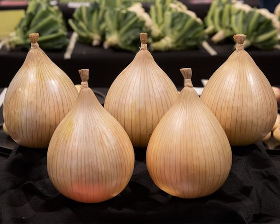 Kelsae Sweet Giant Onion Sets