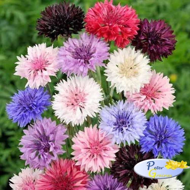 Cornflower Seeds Dwarf Polka Dot Mix Seeds cornflower Double | Etsy