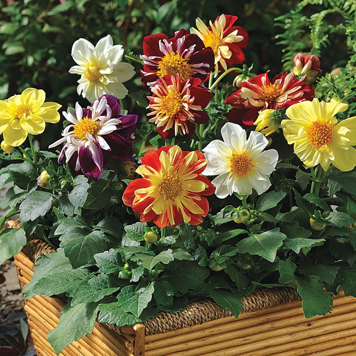 Dahlia Dandy Mix Seeds Dahlia Variabilis Annual Flower - Etsy Canada