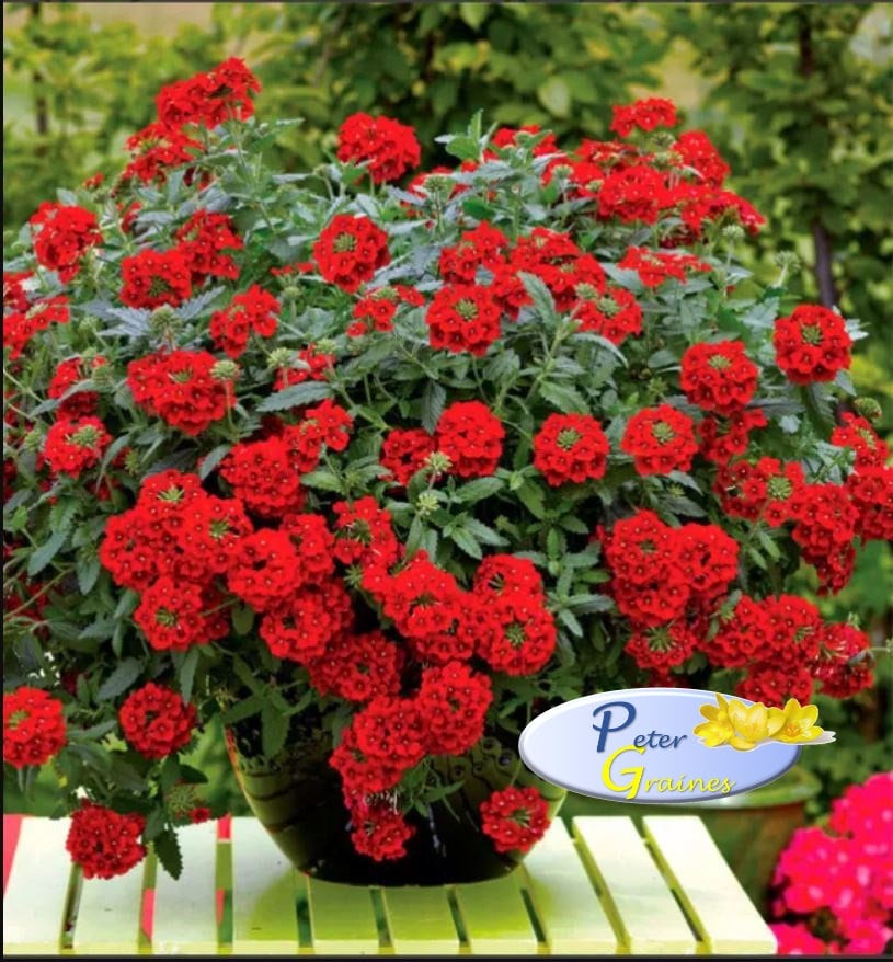 Verbena Hanging Basket Mix - Verbena X Hybrida - Annual Flower Seeds - Etsy