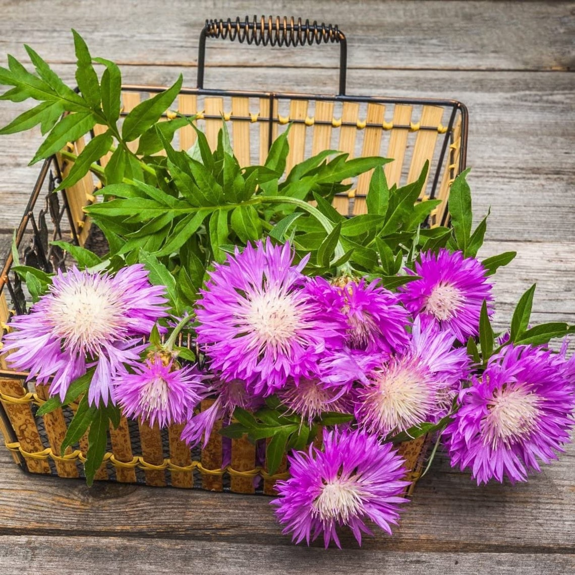 Sweet Sultan Imperialis Mix Centaurea moschata 150 seeds | Etsy