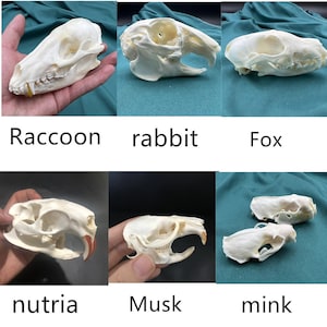 Natural Various Types Skull DIY Specimen Teaching Model - Etsy