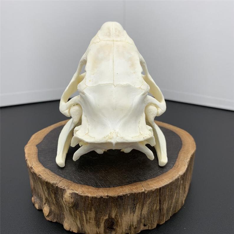 Exquisite Real Nutria Skull Bone Specimen After Cleaned and Bleached ...