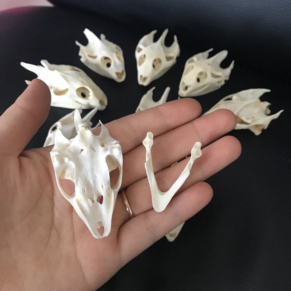 Exquisite Real Soft Shelled Turtle Skull Bone Specimen After - Etsy
