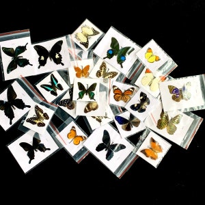 5-100PCS Real Butterfly Specimen Taxidermy Insect Butterflies Decor ...