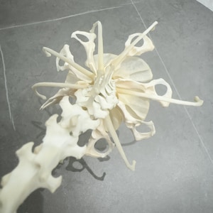 Exquisite Real Bone Splicing Assembly Painting DIY Specimen Creative ...