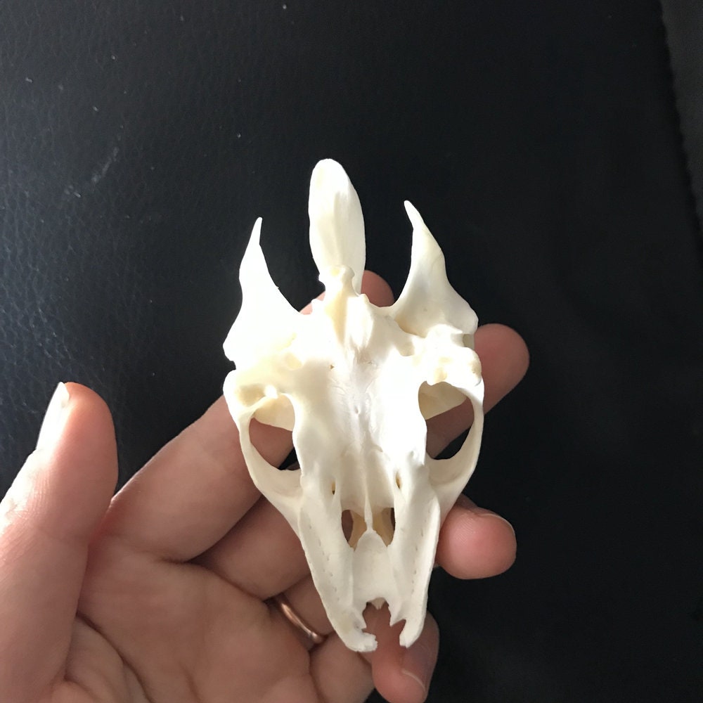 Exquisite Real Soft Shelled Turtle Skull Bone Specimen After Cleaned ...