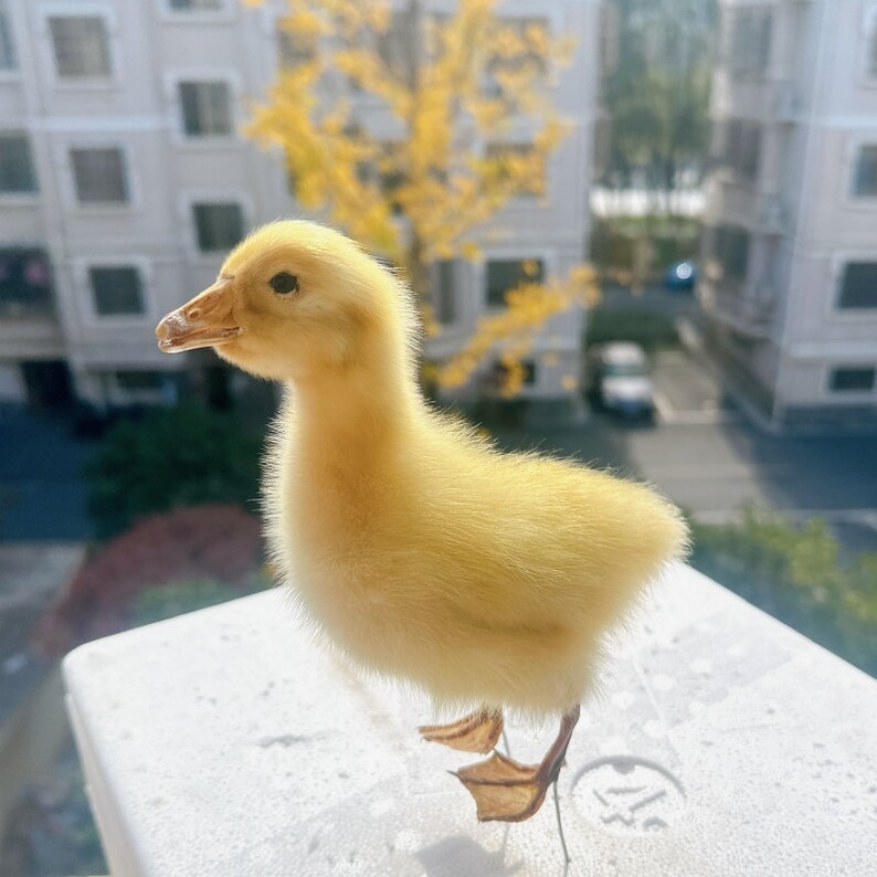 Real Little Yellow Goose Specimen Collectibles Study, Special Gifts ...