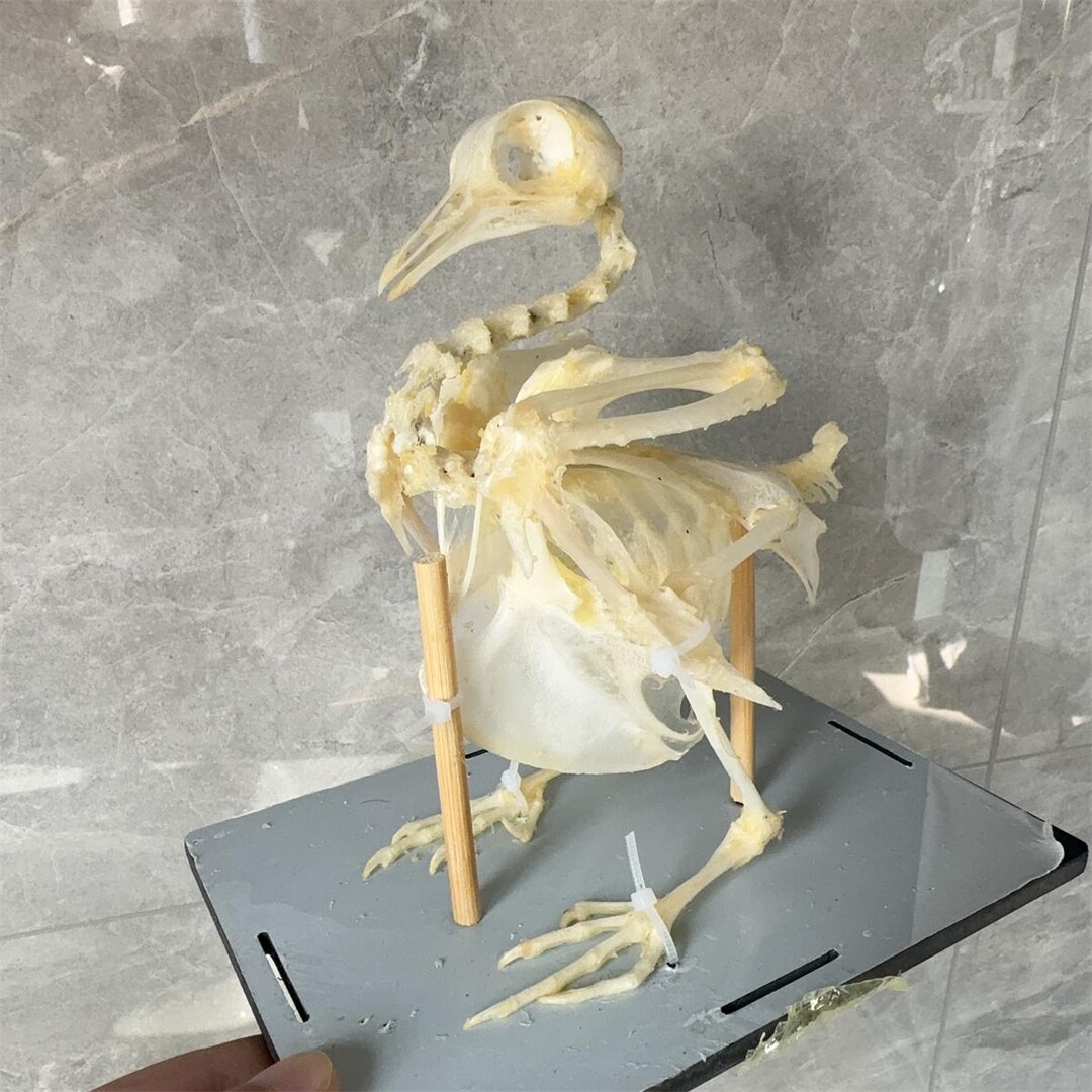 1 Set of Pigeon Bone Specimen Skeleton Teaching Manual Model Creative ...