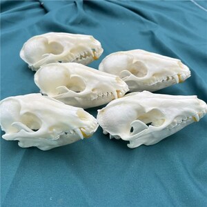 Natural Various Types Skull DIY Specimen Teaching Model - Etsy