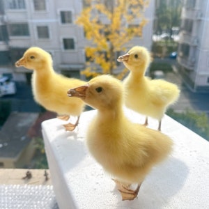 Real Little Yellow Goose Specimen Collectibles Study, Special Gifts ...