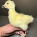 Real Little Yellow Goose Specimen Collectibles Study, Special Gifts ...