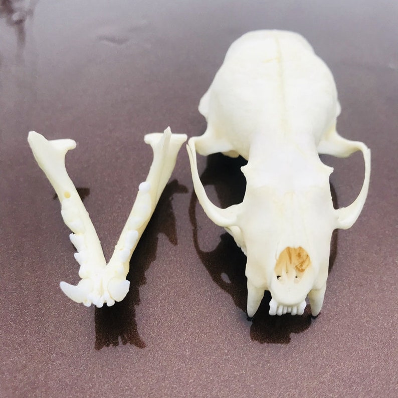 Exquisite Real Mink Skull Bone Specimen After Cleaned and - Etsy