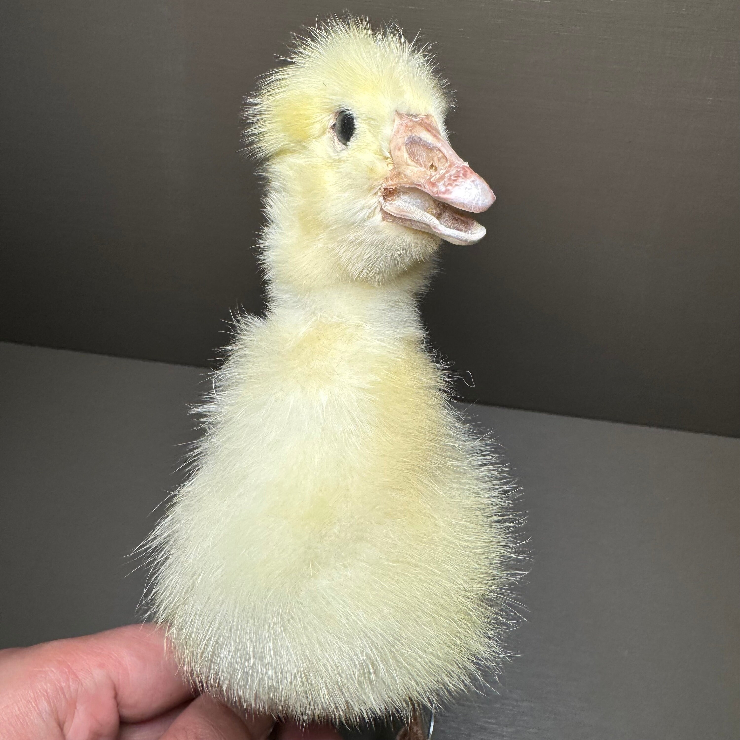 Real Little Yellow Goose Specimen Collectibles Study, Special Gifts ...