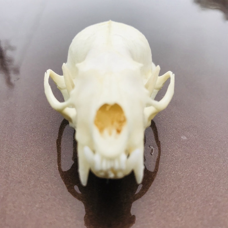 Exquisite Real Mink Skull Bone Specimen After Cleaned and - Etsy