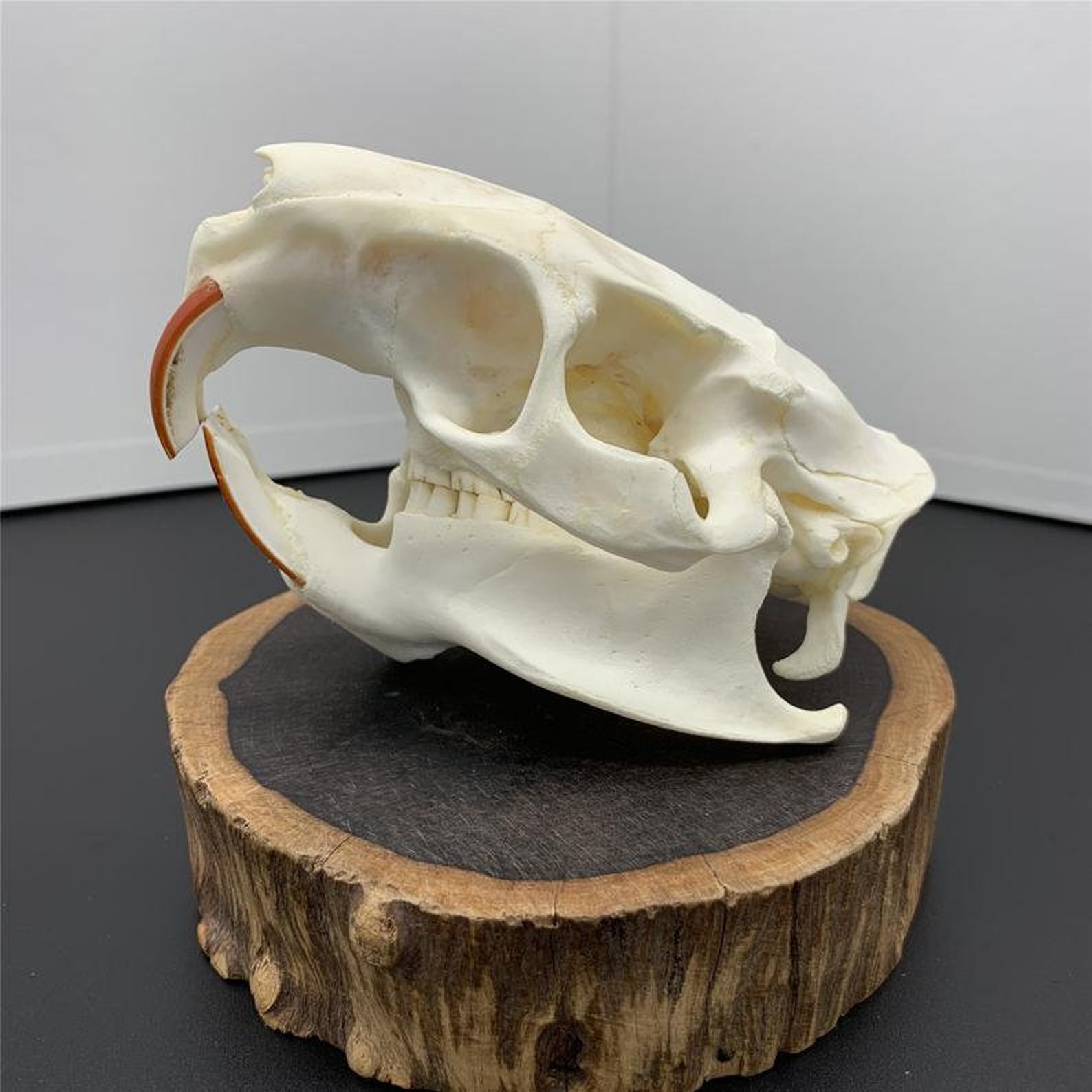 Exquisite Real Nutria Skull Bone Specimen After Cleaned and - Etsy UK