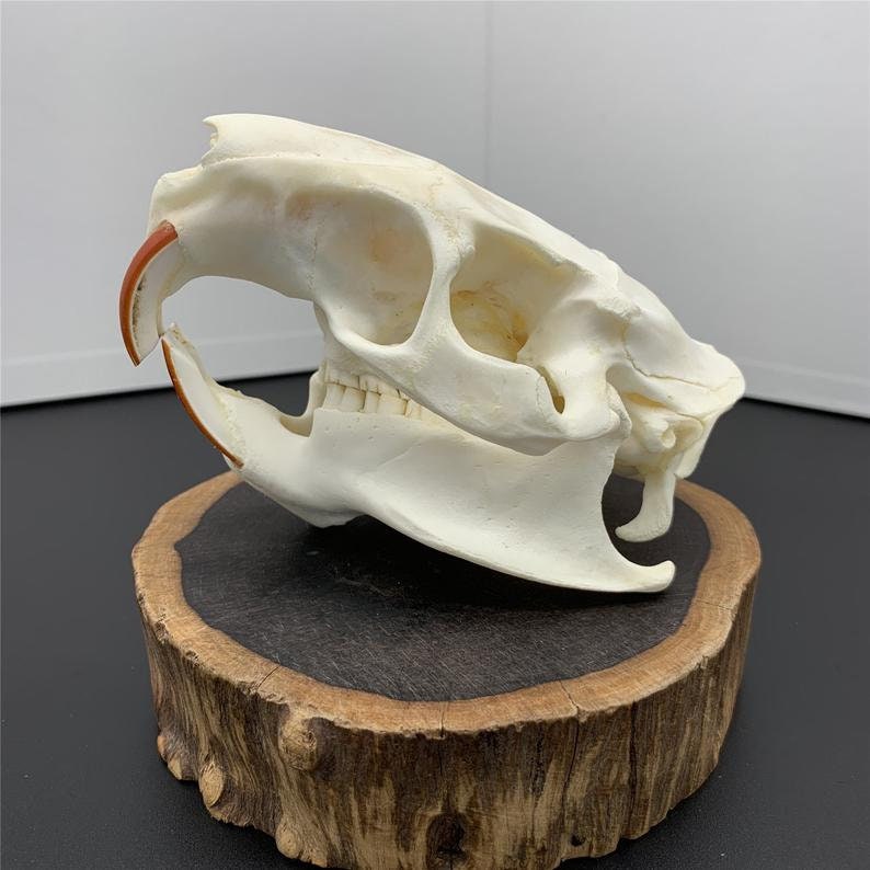 Exquisite Real Nutria Skull Bone Specimen After Cleaned and - Etsy UK