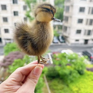 Real Little Yellow Duck Specimen Collectibles Study, Special Gifts Kids ...