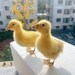 Real Little Yellow Goose Specimen Collectibles Study, Special Gifts ...