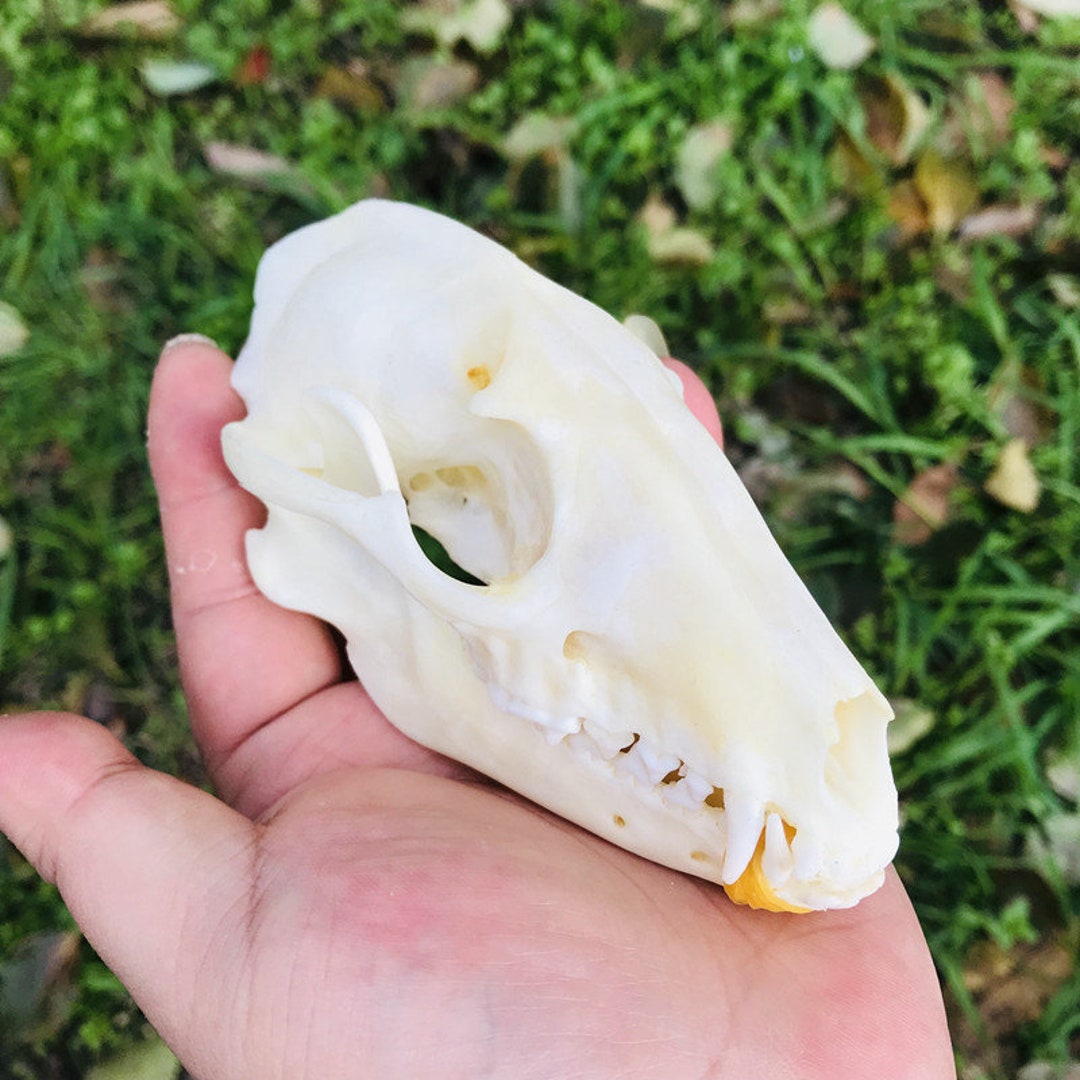 Exquisite Real Raccoon Skull Bone Specimen After Cleaned and Bleached ...