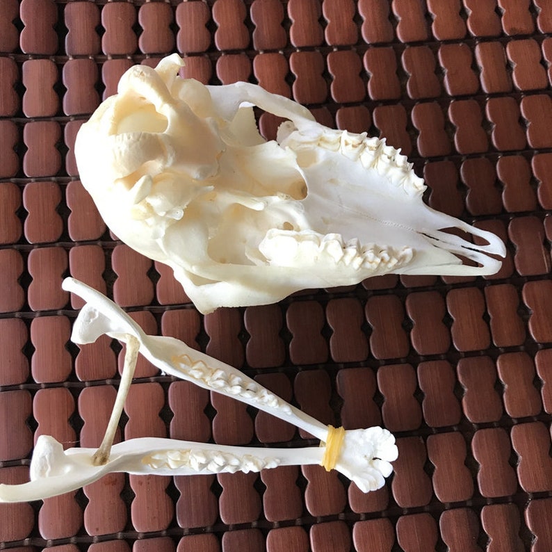 1pcs Domestic Ram Skull Sheep Skull Animal Skull Ovis Aries Short Small ...