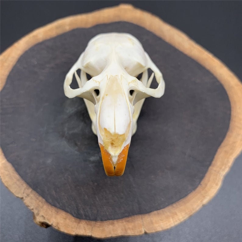 Exquisite Real Muskrat Skull Bone Specimen After Cleaned and Bleached ...