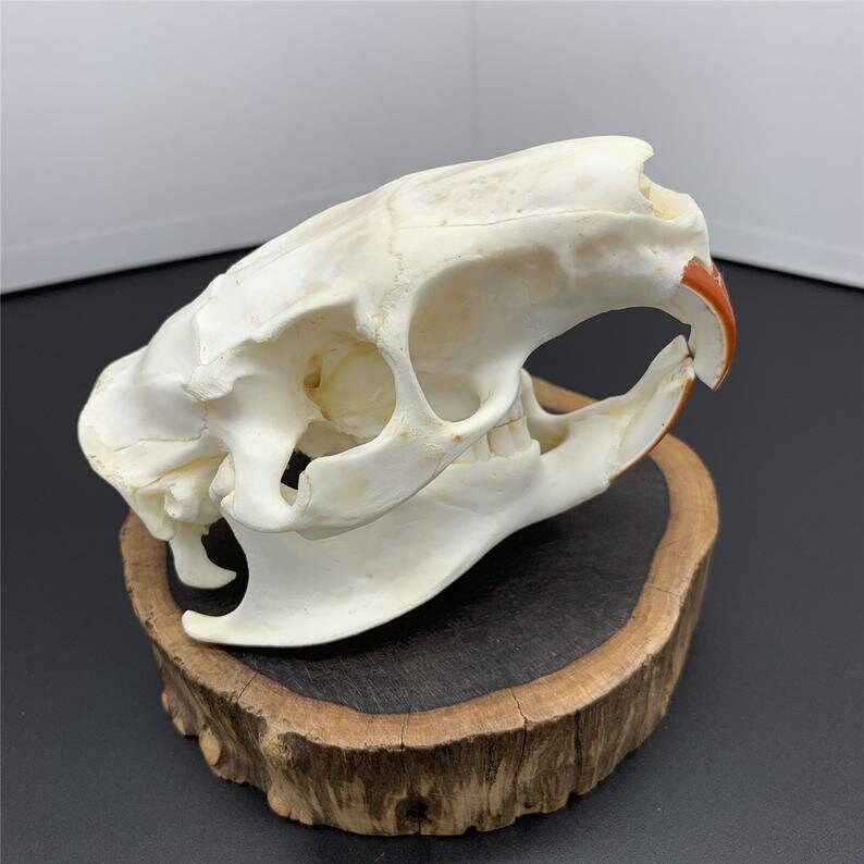 Exquisite Real Nutria Skull Bone Specimen After Cleaned and - Etsy UK