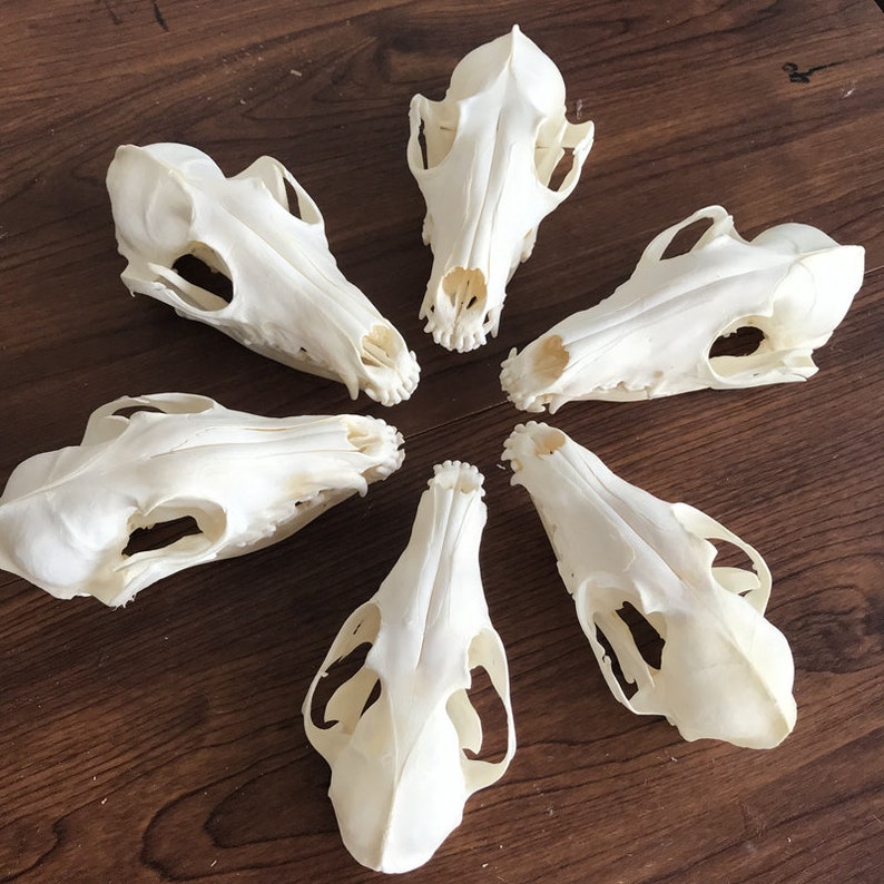 Exquisite Real Fox Skull Bone Specimen After Cleaned and - Etsy