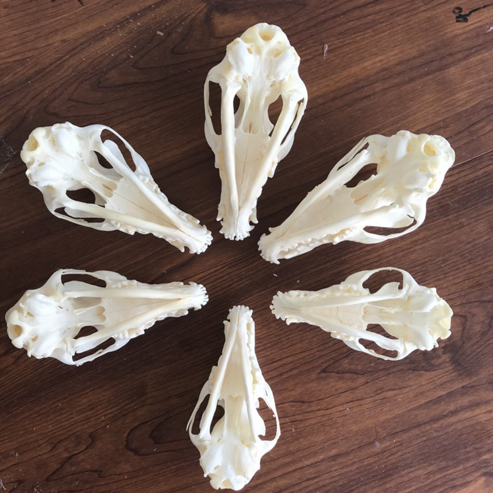 Exquisite Real Fox Skull Bone Specimen After Cleaned and - Etsy