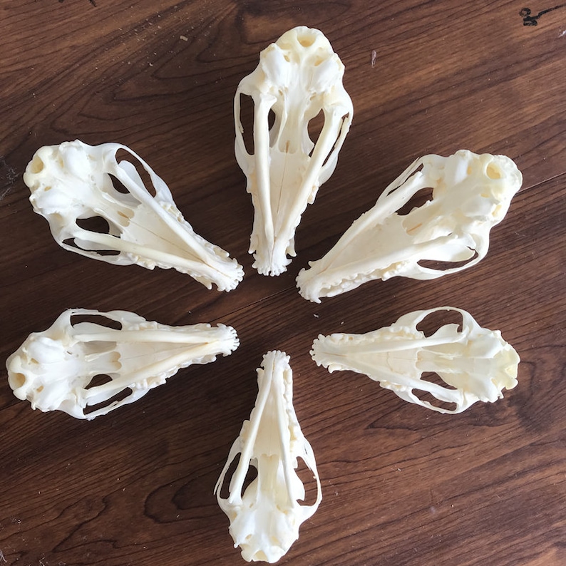 Exquisite Real Fox Skull Bone Specimen After Cleaned and - Etsy