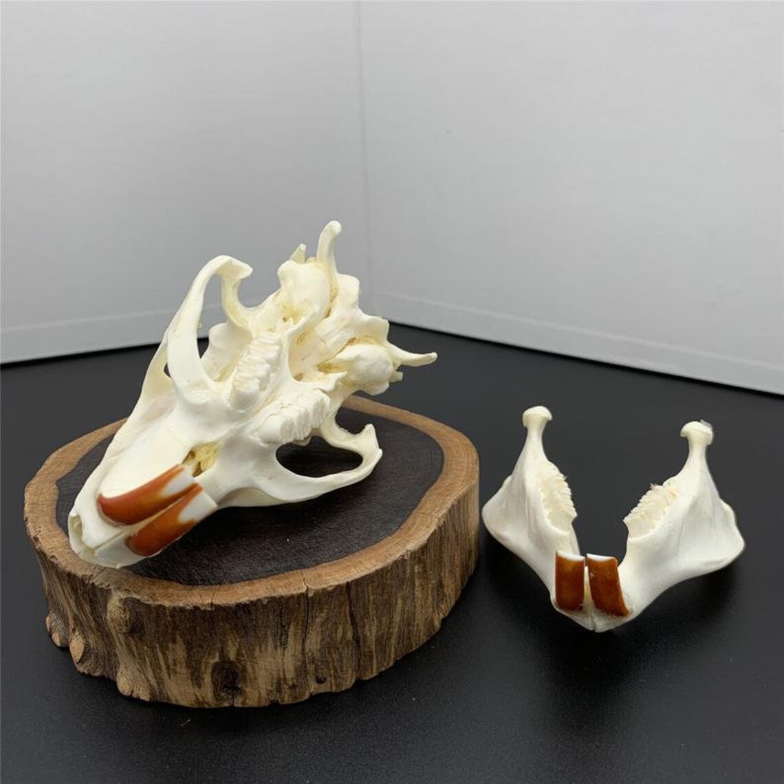 Exquisite Real Nutria Skull Bone Specimen After Cleaned and - Etsy UK