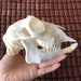 1pcs Domestic Ram Skull Sheep Skull Animal Skull Ovis Aries Short Small ...