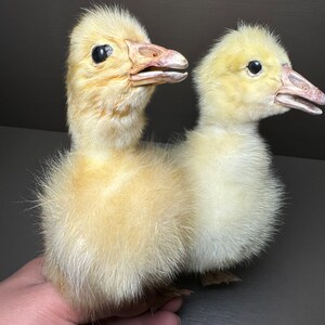 Real Little Yellow Goose Specimen Collectibles Study, Special Gifts ...