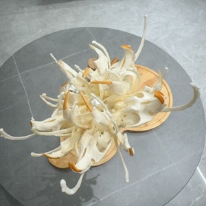 Exquisite Real Bone Splicing Painting DIY Specimen Creative Horror Bone ...