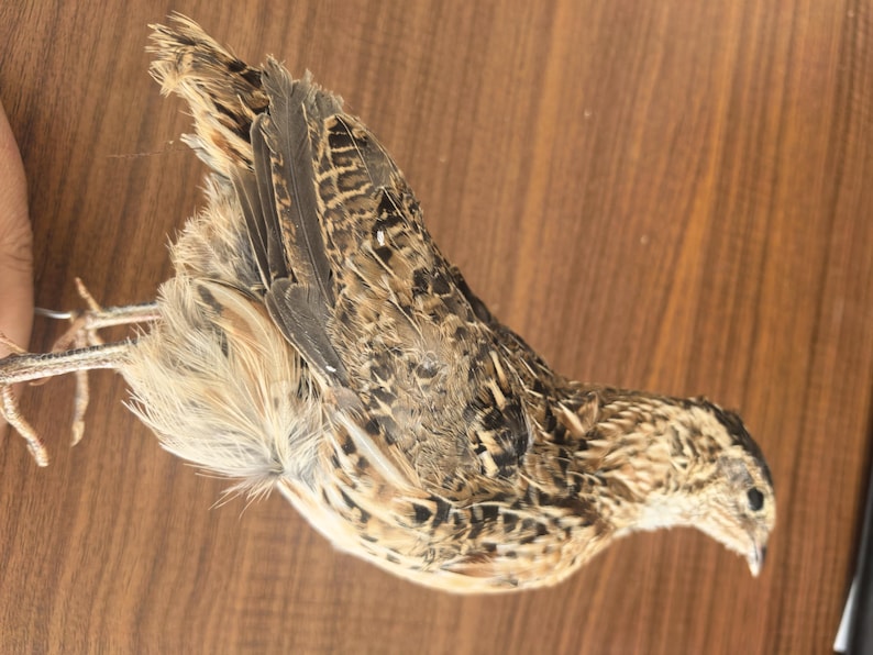 Real Little Quail Specimen Collectibles Study, Special Gifts Kids ...