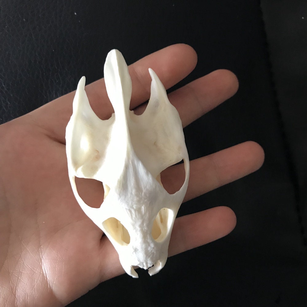 Exquisite Real Soft Shelled Turtle Skull Bone Specimen After Cleaned ...