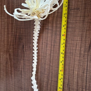 Exquisite Real Bone Splicing Assembly Painting DIY Specimen Creative ...