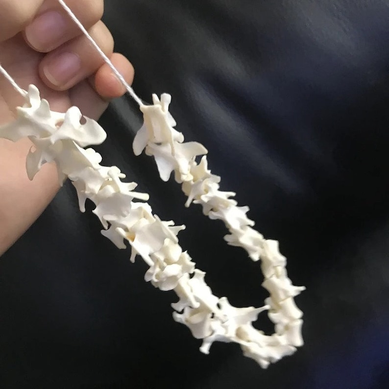 A Set of Real Mink Spine Specimens Education Medical Research Animal ...