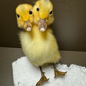 Thriller Two-headed Duck Handmade Taxidermy Collection Science ...