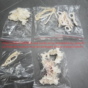 Exquisite Real Bone Splicing Assembly Painting DIY Specimen Creative ...