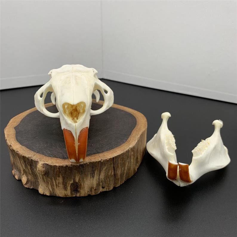 Exquisite Real Nutria Skull Bone Specimen After Cleaned and - Etsy UK